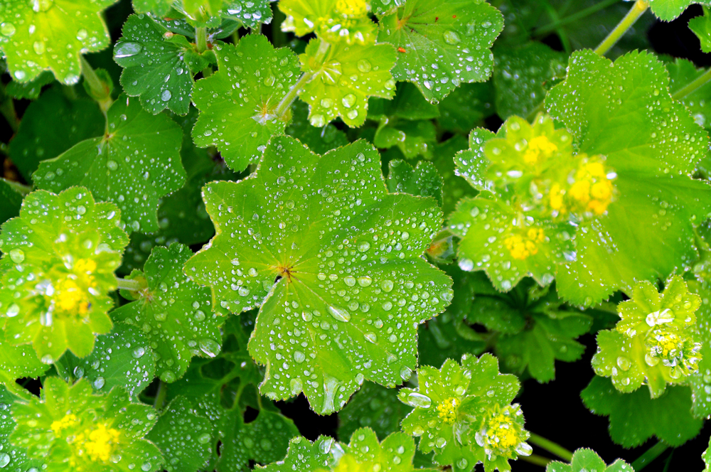 Virak: Moćna biljka sa brojnim lekovitim svojstvima - Blog | Lilly Drogerie OnLine